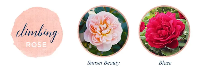 Types of Roses: A Visual Compendium - FTD.com