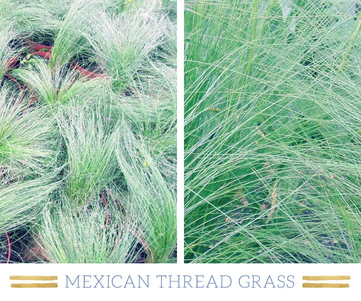 127 Stunning Desert Plants - FTD.com