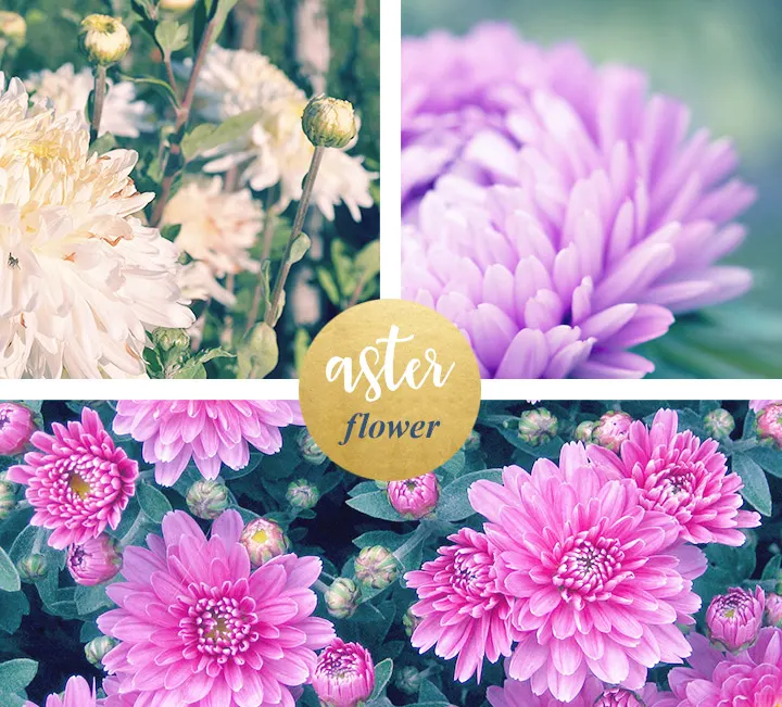 Aster Meaning and Symbolism - FTD.com