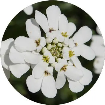 48 Types of White Flowers - ProFlowers Blog