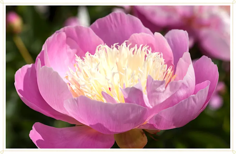 Peony Care Guide: How to Care for Peonies and Growing Tips | Proflowers ...