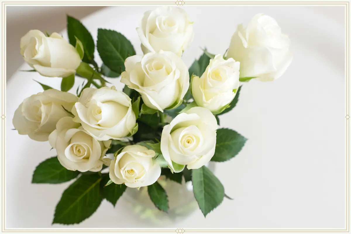 The Complete Rose Color Meanings Guide | Proflowers Blog