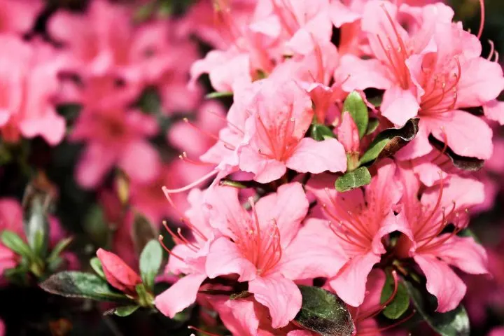 20 of the Most Romantic Flowers For Your Love | FTD