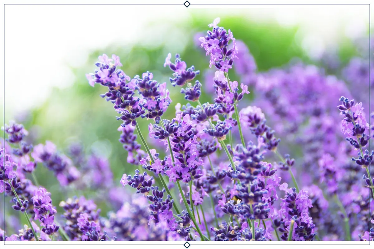 12 Types of Lavender + Growing Info | Proflowers Blog