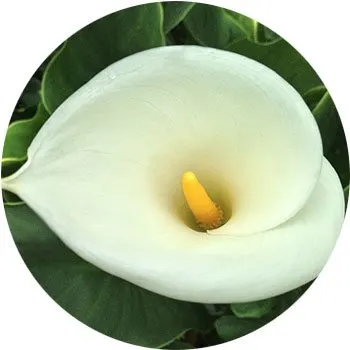 48 Types of White Flowers - ProFlowers Blog