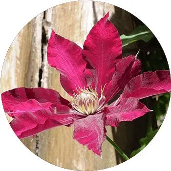 41 Types of Red Flowers - ProFlowers Blog