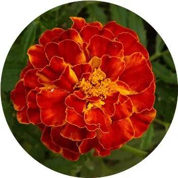 41 Types of Red Flowers - ProFlowers Blog