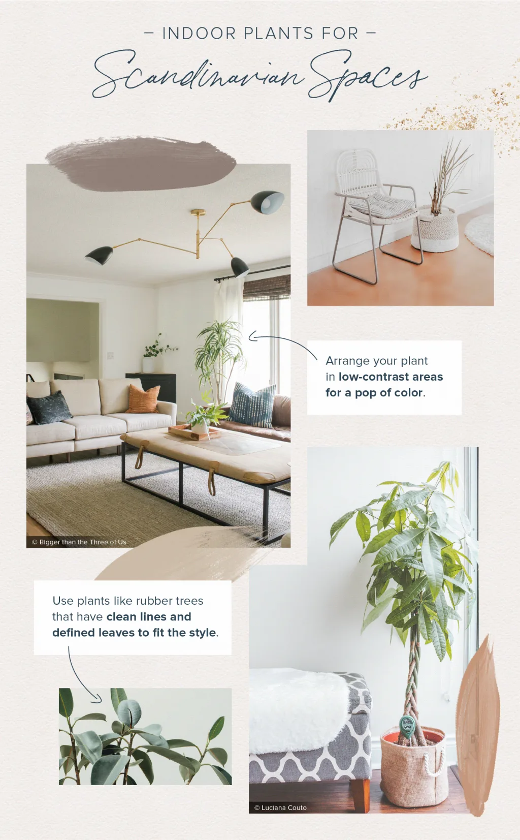 19 Large Indoor Plants for Your Personal Oasis | FTD