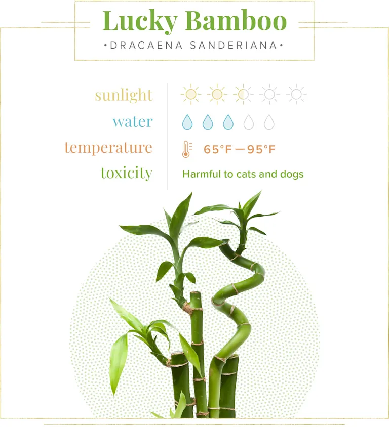 lucky bamboo care guide: growing tips + facts | GreenStories
