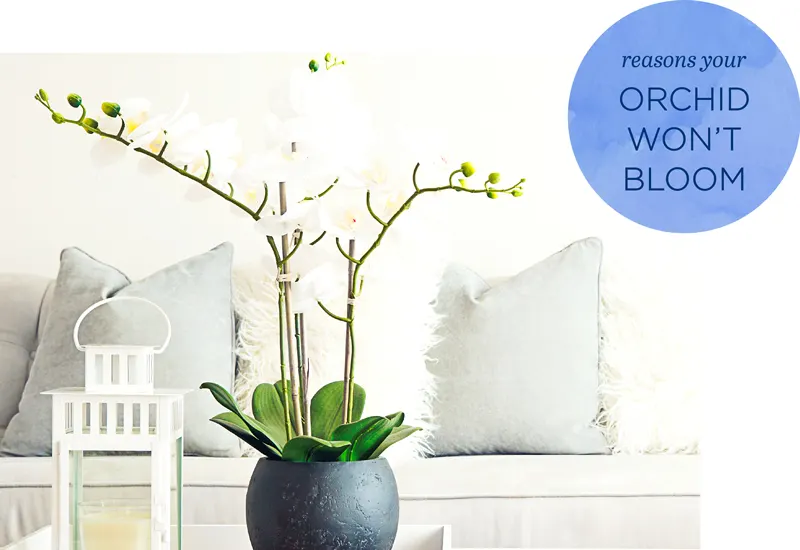 How to Rebloom Orchids - FTD.com