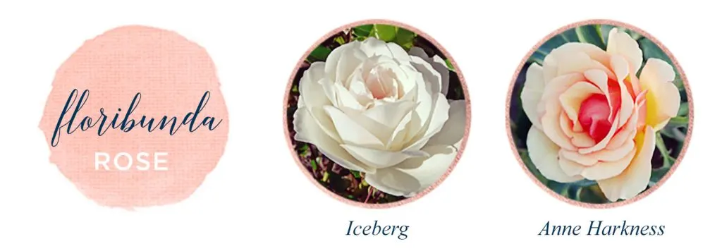 Types of Roses: A Visual Compendium - FTD.com