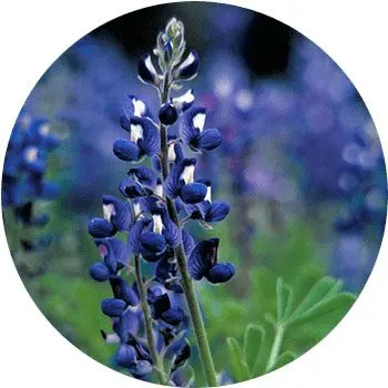 41 Types of Blue Flowers - ProFlowers Blog