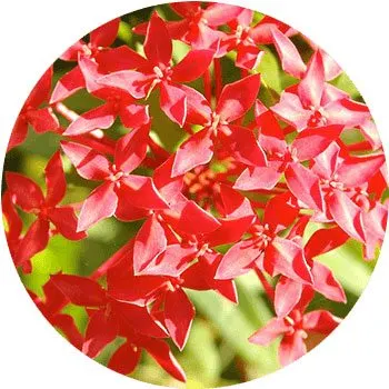 41 Types of Red Flowers - ProFlowers Blog