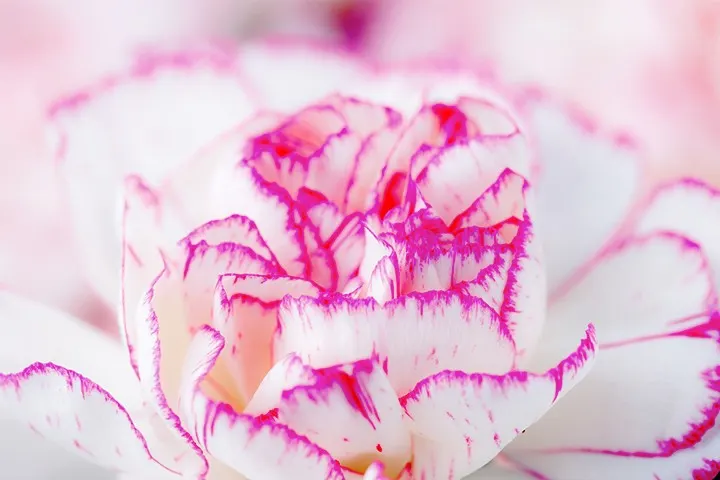 Carnation Meaning and Symbolism - FTD.com