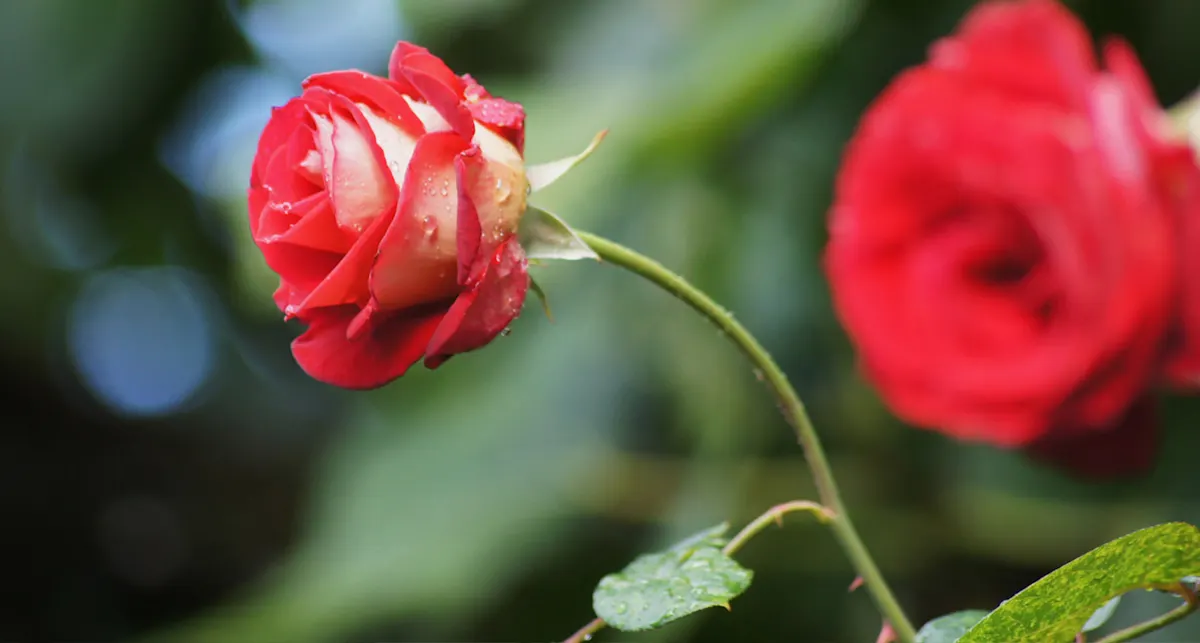 New York State Flower - The Rose - Proflowers Blog