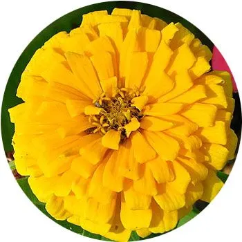 33 Types of Yellow Flowers | Proflowers Blog