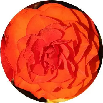 27 Types of Orange Flowers - ProFlowers Blog