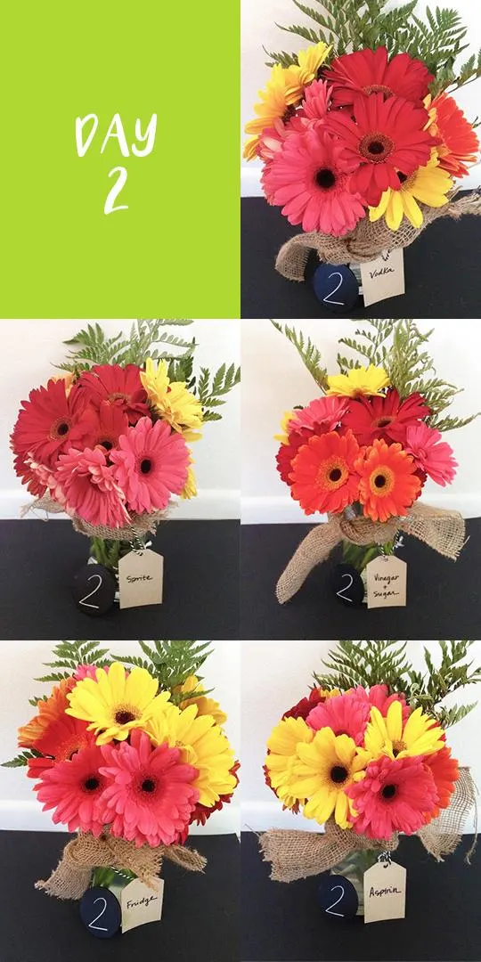 Mythbusters: How to Keep Flowers Fresh Longer - Fresh by FTD