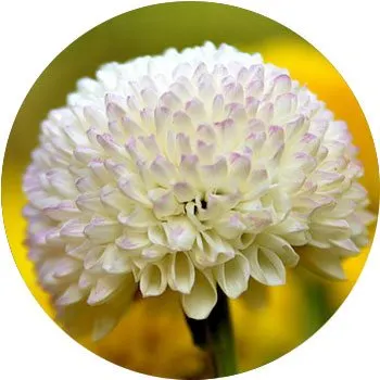 48 Types of White Flowers - ProFlowers Blog