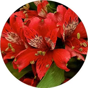 41 Types of Red Flowers - ProFlowers Blog