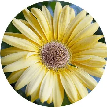 33 Types of Yellow Flowers | Proflowers Blog