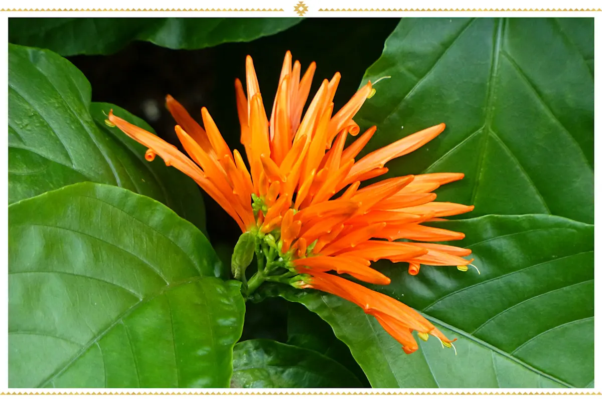 15 Mexican Flowers: Symbolism and Where to Find Them | Proflowers Blog
