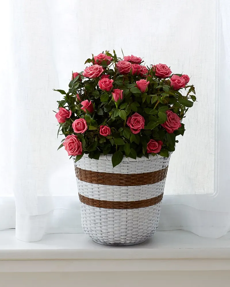 5 Ways to Make Flower Pots Pop - ProFlowers Blog