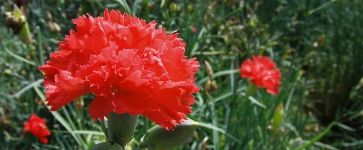 Ohio State Flower - Scarlet Carnation | Proflowers Blog