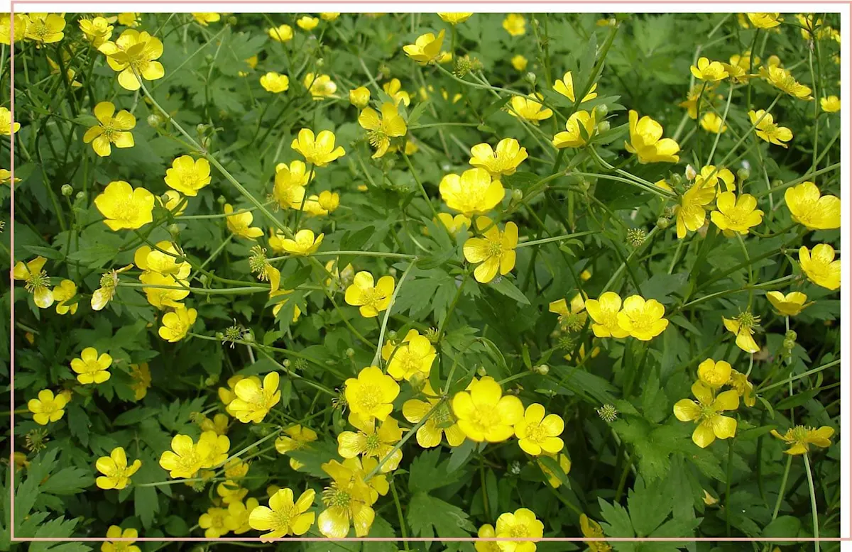 36 Kinds Of Flowering Weeds Tips On Finding Beauty In Unlikely Places Proflowers