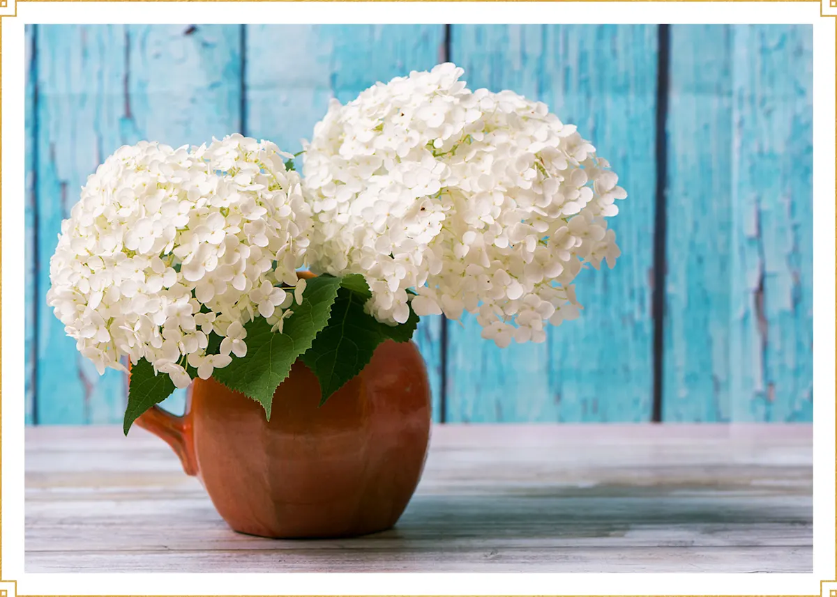 Masculine Flowers: Best Types for Every Occasion | FTD