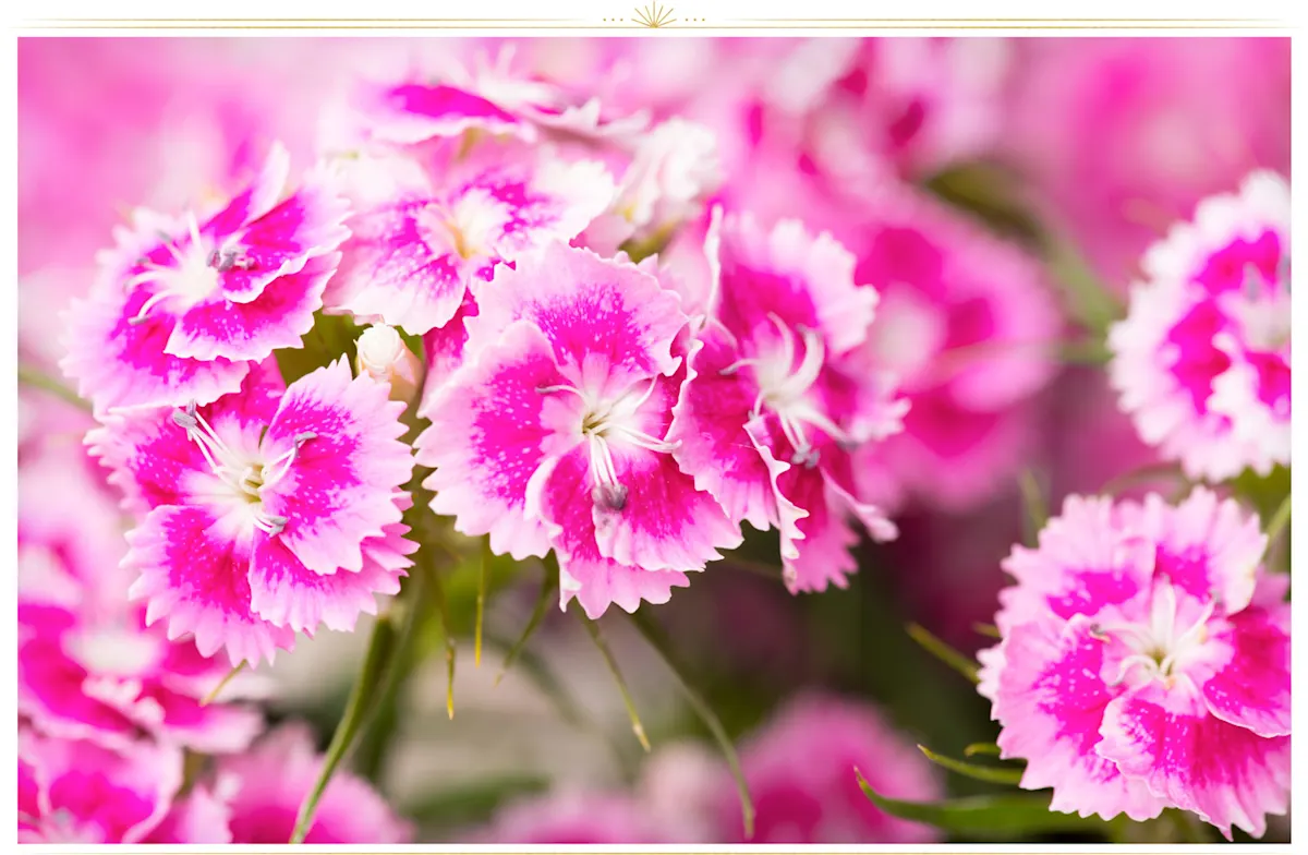 26 Types of Pink Flowers: Tips + Pictures | Proflowers Blog