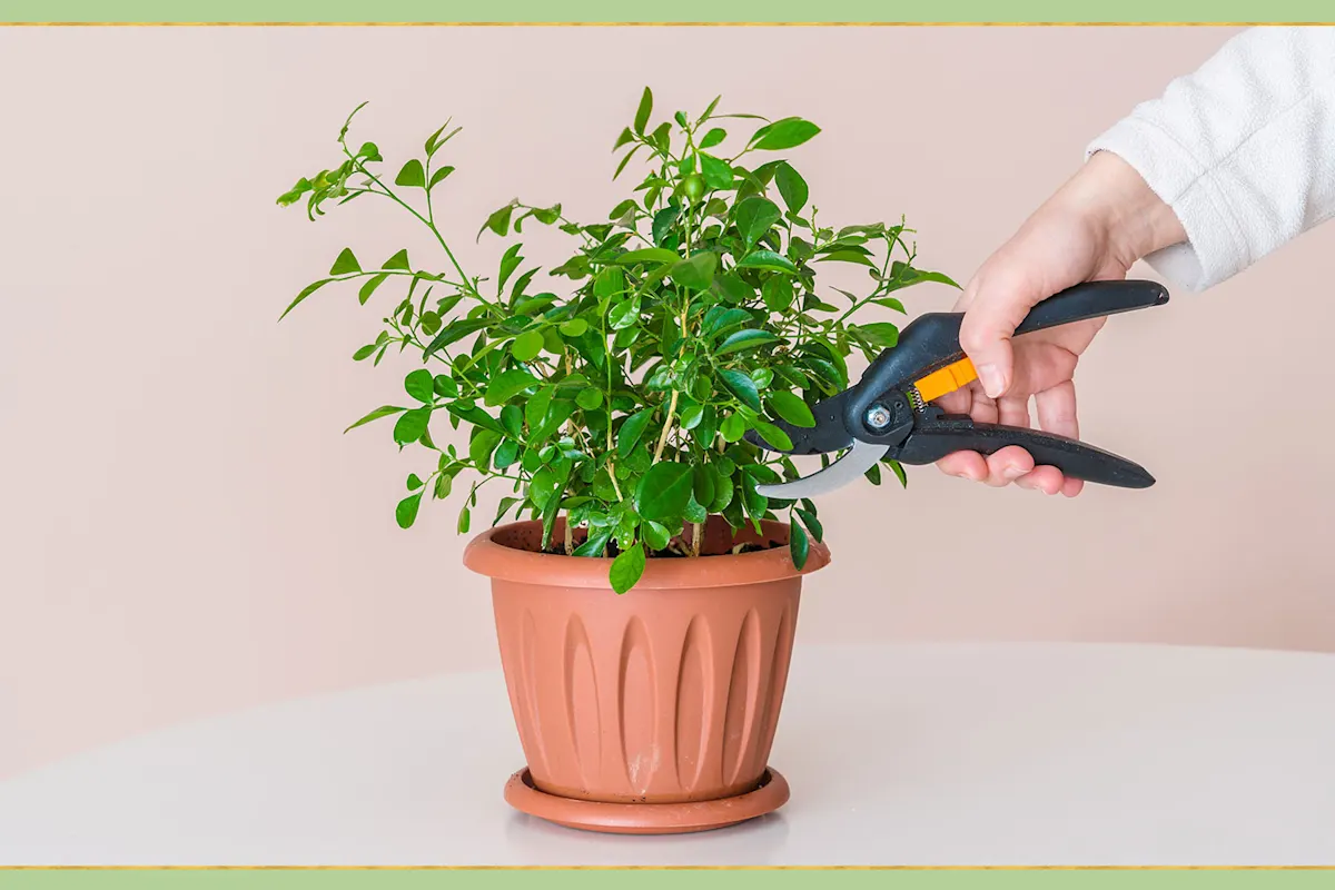15 Brilliant and Easy Plant Care Tips | Proflowers Blog
