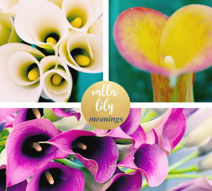 Calla Lily Meaning and Symbolism - FTD.com