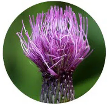 62 Types of Purple Flowers | Proflowers Blog