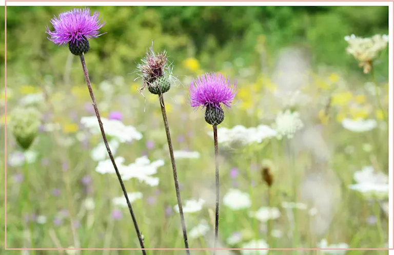 36 Kinds of Flowering Weeds + Tips on Finding Beauty in Unlikely Places ...