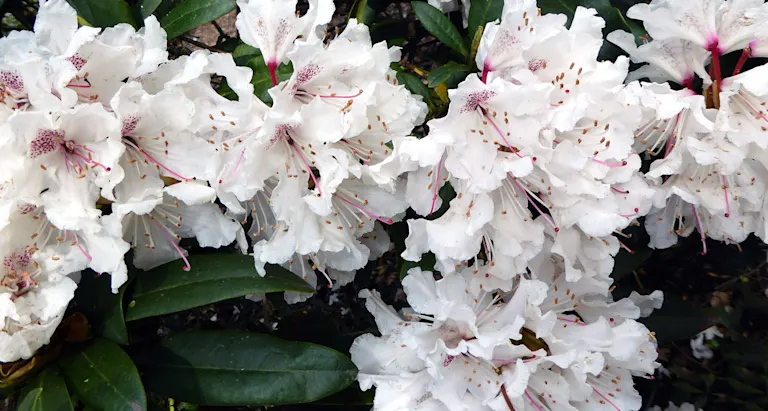 West Virginia State Flower - The Rhododendron | Proflowers Blog