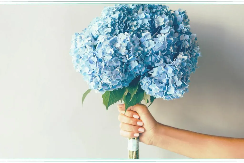 Hydrangea Meaning: Symbolism + History | Proflowers Blog