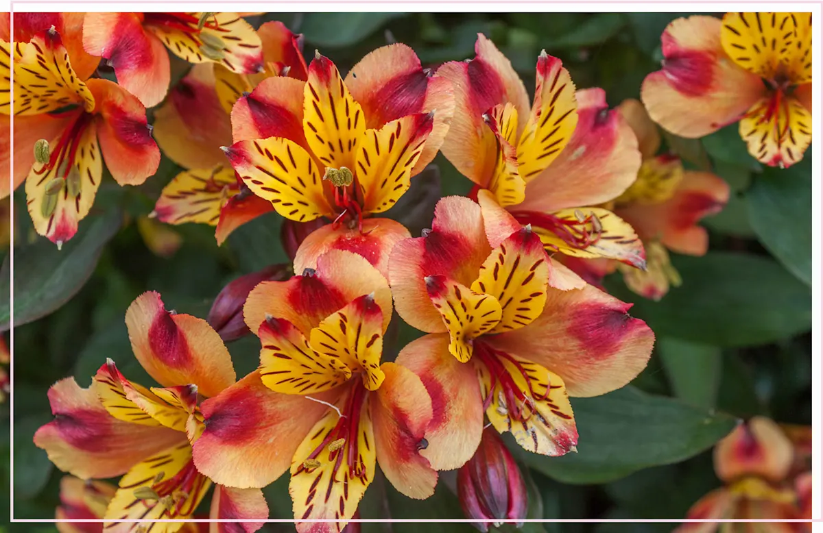 Alstroemeria Care Guide: Easy Plant, Grow and Care Tips | Proflowers Blog