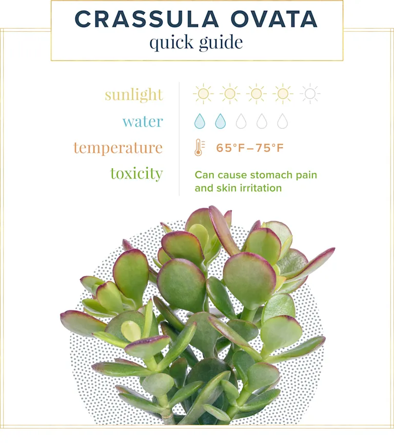 Jade Plant Care Guide: Growing Info + Tips | Proflowers Blog
