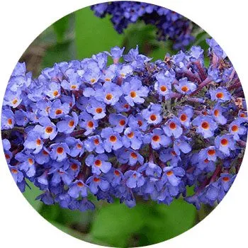 41 Types of Blue Flowers - ProFlowers Blog
