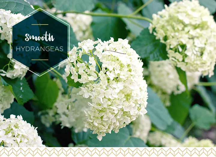 Types of Hydrangeas: A Visual Guide - FTD.com