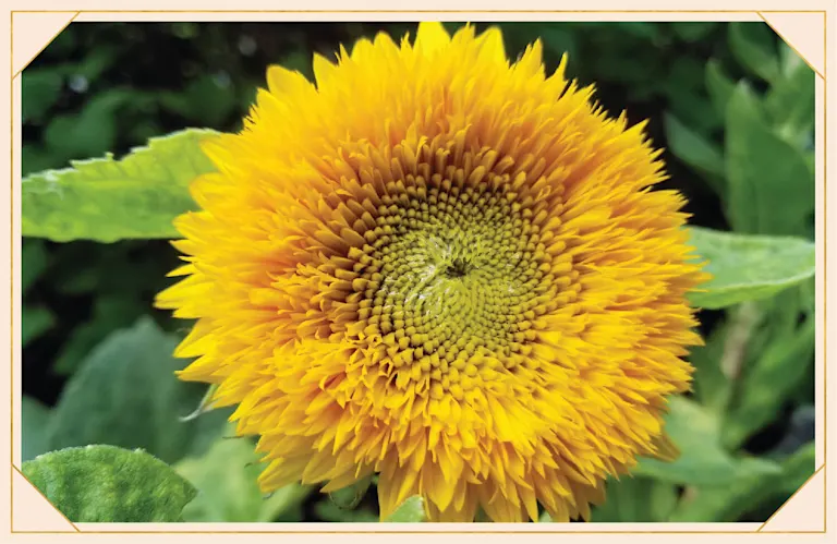 16 Sunflower Facts That Are So Sweet - ProFlowers Blog