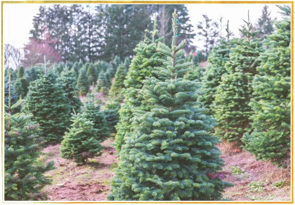 17 Types of Christmas Trees to Deck the Halls - FTD.com