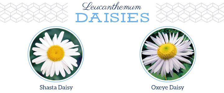 Types of Daisies: A Visual Compendium - FTD.com
