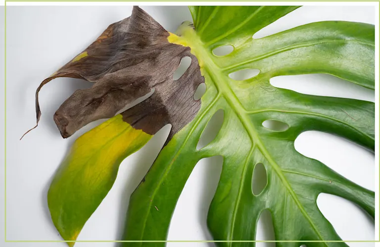 What’s Wrong With My Plant? 10 Common Houseplant Issues + How To Fix ...