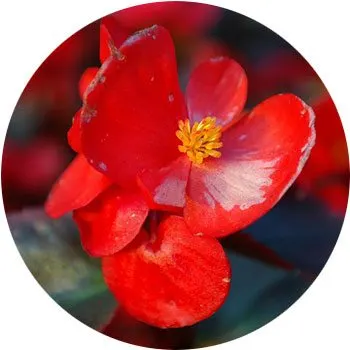 41 Types of Red Flowers - ProFlowers Blog