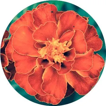 27 Types of Orange Flowers - ProFlowers Blog