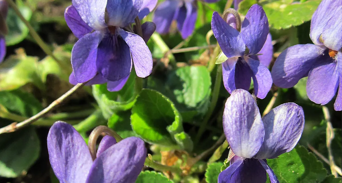 Wisconsin State Flower - Wood Violet | Proflowers Blog