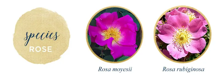 Types of Roses: A Visual Compendium - FTD.com