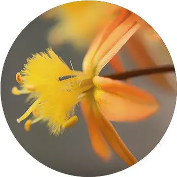 27 Types of Orange Flowers - ProFlowers Blog